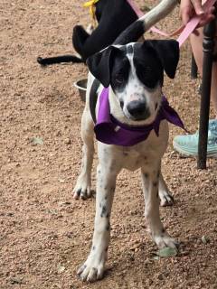 Animal Shelter :: DOOGIE (Case # 98791)