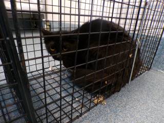 Animal Shelter :: TNR- LESTER (Case # 99690)