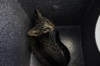 Animal Shelter :: BOOKER (Case # 101226)