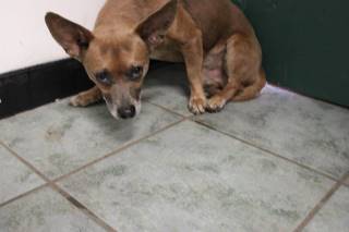 Animal Shelter :: TEDDY (Case # 100237)