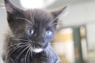 Animal Shelter :: AKUNA (Case # 101039)