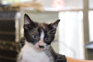 Animal Shelter :: SHMEE (Case # 101592)