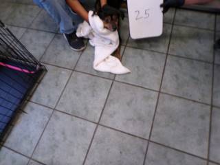 Animal Shelter :: RASCAL-25 (Case # 101906)