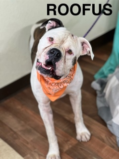 Animal Shelter :: ROOFUS (Case # 101460)