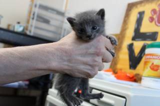 Animal Shelter :: MEOW MEOW (Case # 102740)