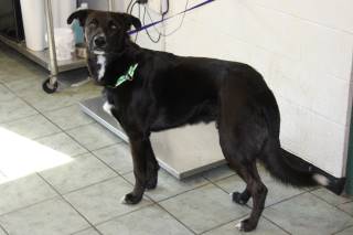 Animal Shelter :: ALATOR RTO (Case # 102860)