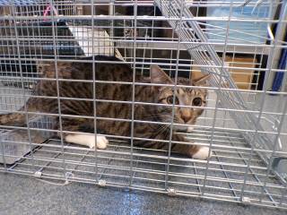 Animal Shelter :: TNR-WOOTEN 1 (Case # 103695)