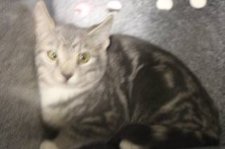 Animal Shelter :: JESSIE (Case # 103865)