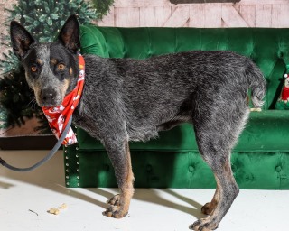 Animal Shelter :: HELGA (Case # 104005)