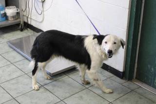 Animal Shelter :: DOOGIE (Case # 104342)