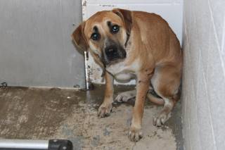 Animal Shelter :: DEM (Case # 104200)
