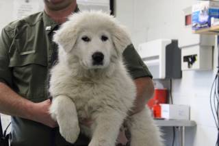 Animal Shelter :: MAXINE (Case # 105031)