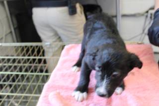 Animal Shelter :: BISHOP (Case # 105931)