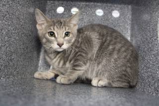 Animal Shelter :: WANDA (Case # 107567)