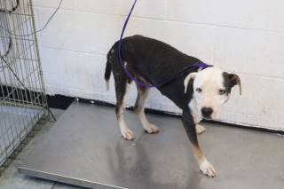 Animal Shelter :: BLUE JEAN (Case # 108052)