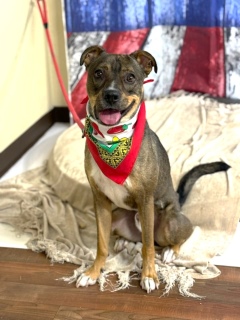 Animal Shelter :: RON (Case # 107788)