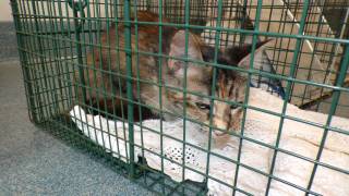 Animal Shelter :: TNR- CHACON 2 (Case # 108519)