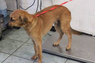 Diesel | Shepherd | Weatherford, TX