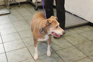 Animal Shelter :: HAZEL (Case # 109507)