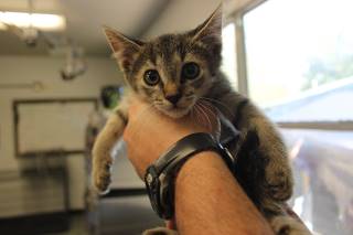 Animal Shelter :: TY (Case # 110611)