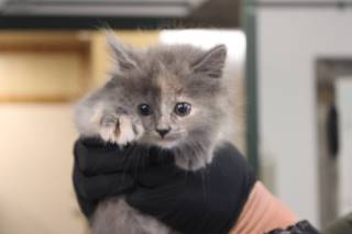 Animal Shelter :: CHARLENE (Case # 111201)