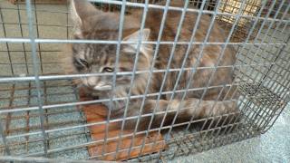 Animal Shelter :: TNR- PARKHURST (Case # 112443)