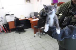 Animal Shelter :: ZAPPY (Case # 112607)