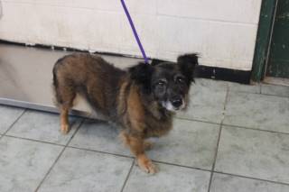 Animal Shelter :: OLSA (Case # 116144)