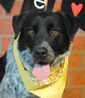 Animal Shelter :: LUDA (Case # 81417)