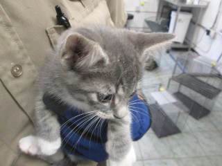 Animal Shelter :: BABS (Case # 66413)