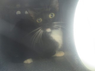 Animal Shelter :: PERCILLA (Case # 67426)