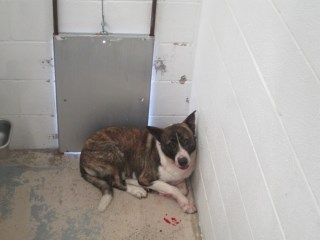 Animal Shelter :: WEBSTER (Case # 70183)