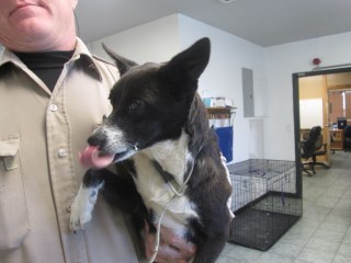 Animal Shelter :: LILY OUTLAW HARWELL (Case # 70429)