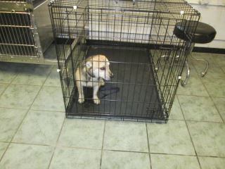 Animal Shelter :: YOTE (Case # 71592)