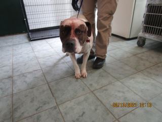 Animal Shelter :: RASCAL (Case # 76282)