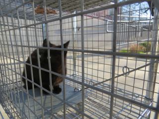 Animal Shelter :: TNR-WOOTEN (Case # 76835)