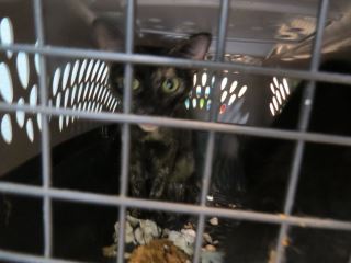 Animal Shelter :: TNR-PARKHURST (Case # 78898)