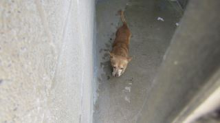 Animal Shelter :: PETRIE (Case # 84420)