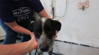Animal Shelter :: SKEETER (Case # 85089)