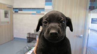 Animal Shelter :: FERRIS (Case # 86322)