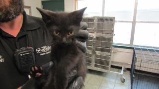 Animal Shelter :: NIGEL (Case # 86327)
