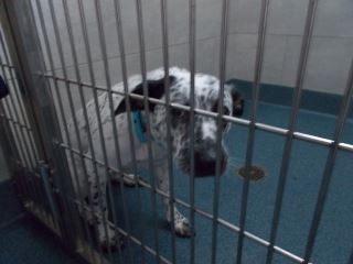 Animal Shelter :: UMI (Case # 86505)