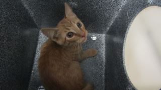 Animal Shelter :: RON (Case # 86939)
