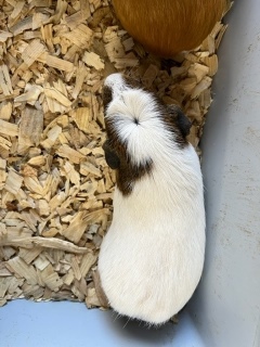 Animal Shelter :: NEVILLE LONGBOTTOM (Case # 87188)