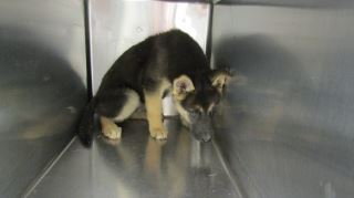 Animal Shelter :: VICTORIA (Case # 87711)