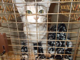 Animal Shelter :: TNR-MATHIS (Case # 87802)