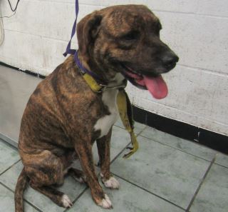 Animal Shelter :: SKEETER (Case # 88190)