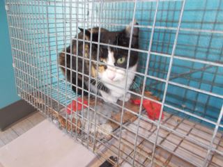 Animal Shelter :: TNR-PARKHURST (Case # 88704)