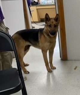 Animal Shelter :: CAMILE (Case # 89510)