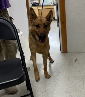 Animal Shelter :: CAMILE (Case # 89510)